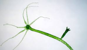 La hidra el invertebrado que no envejece – YesWeCann Store